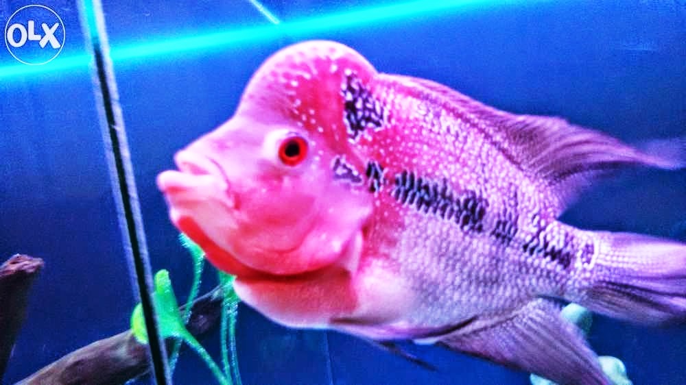 FLOWERHORN FISH photos - wallpapers (ανανεωμένο) | the fun bank