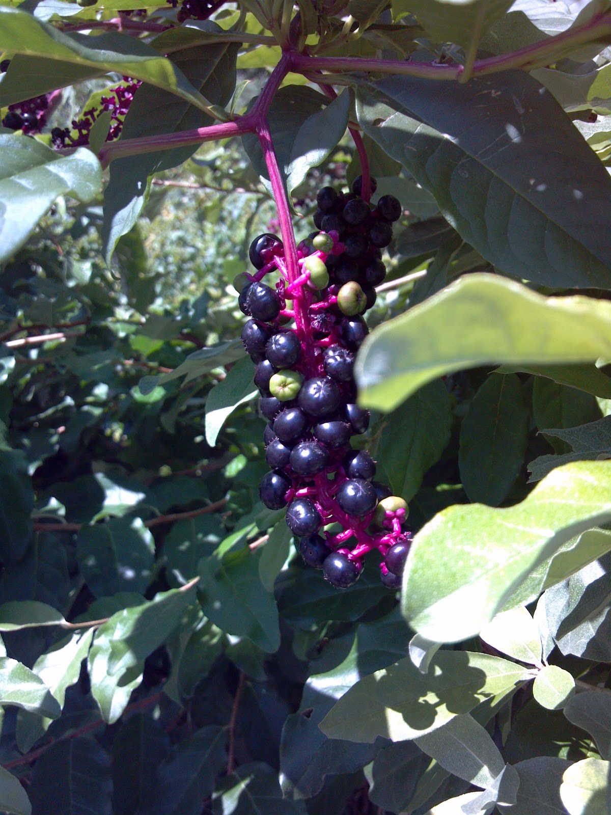 Just a Mom Outside: Love at First Taste