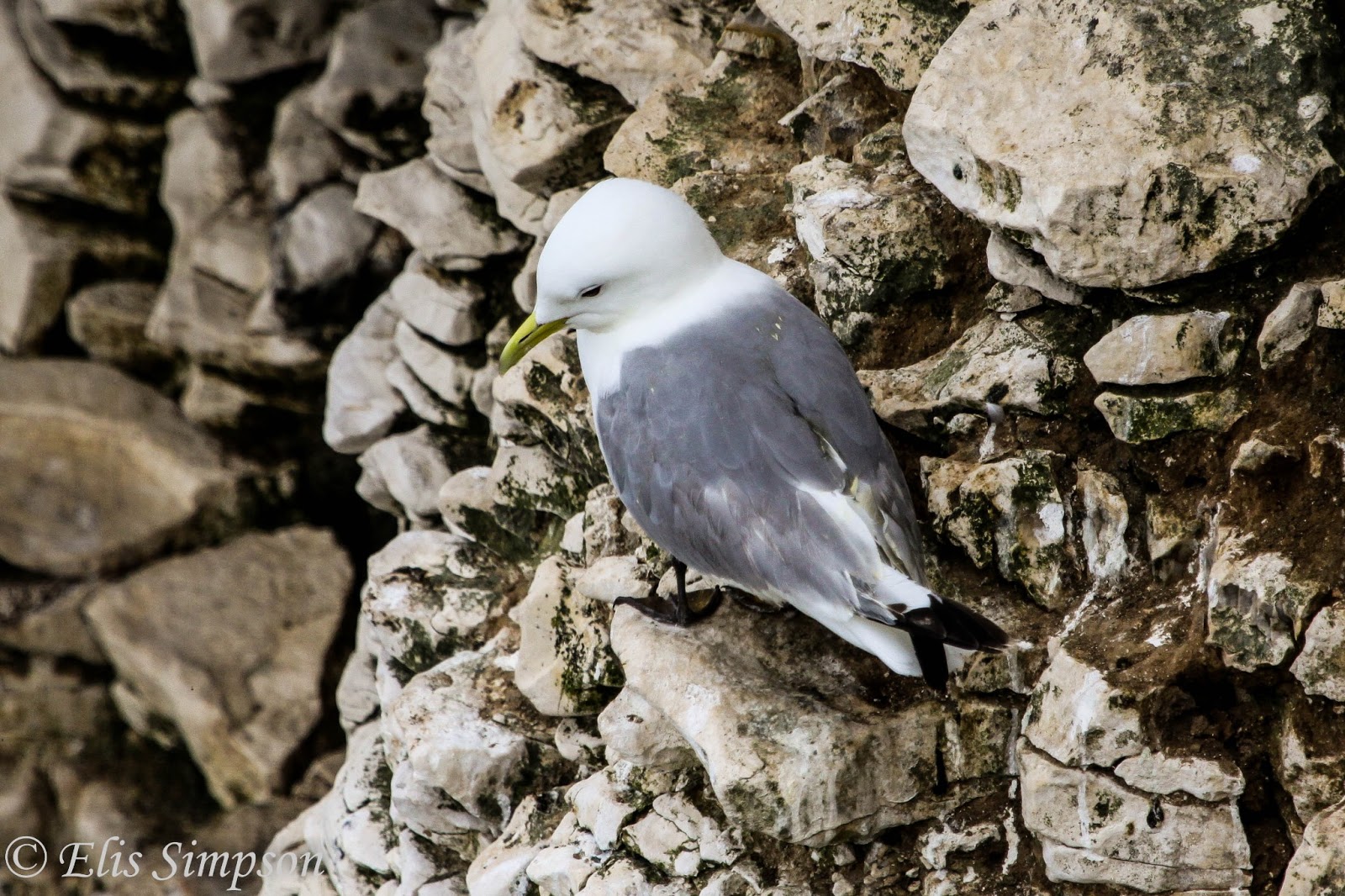 Rick Simpson Birding: A day out at Bempton Cliffs