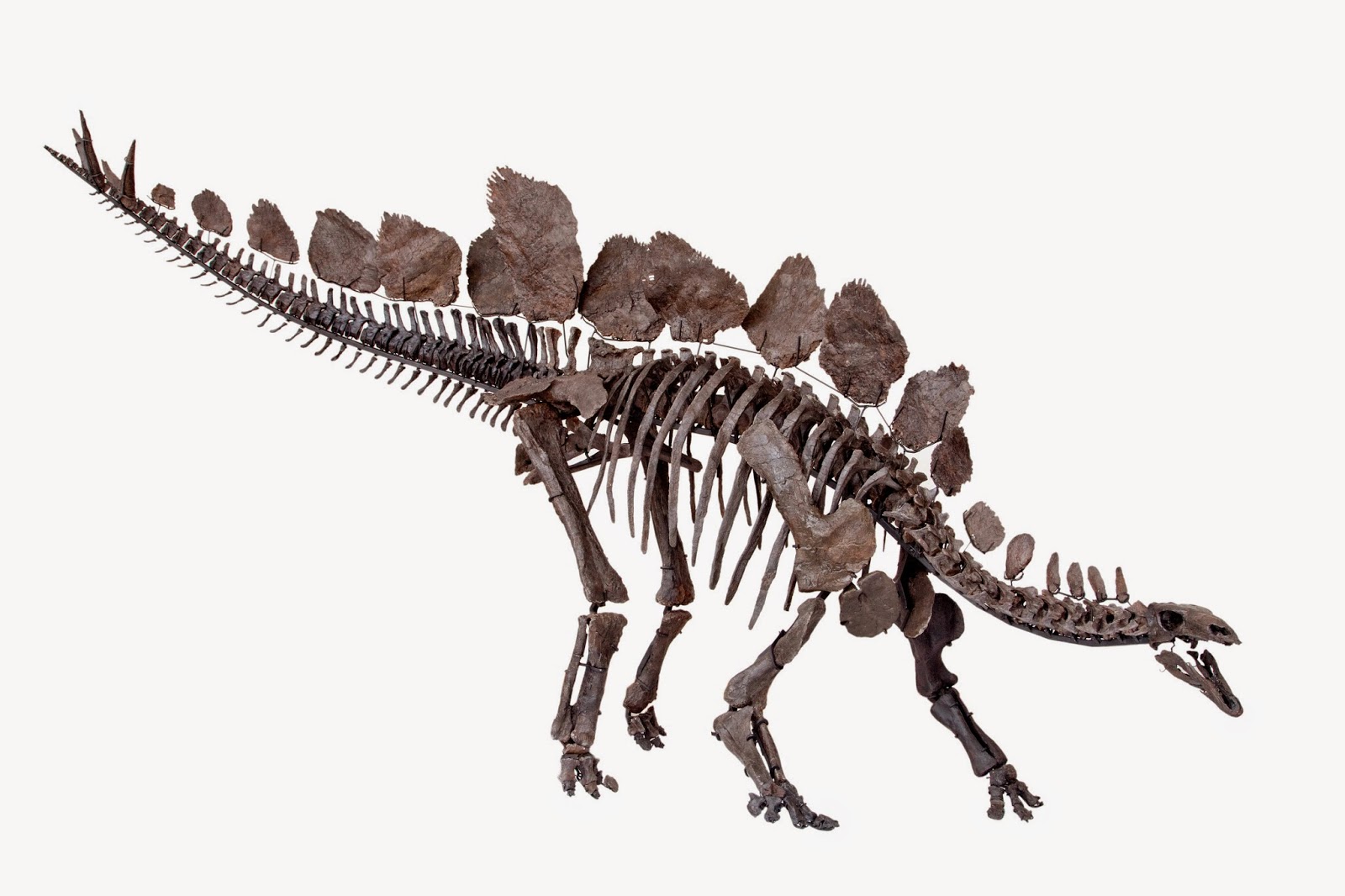 New Views on Old Bones: How to buy a dinosaur