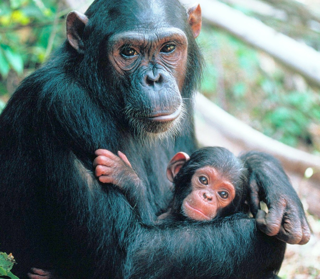 Las curiosidades y hallazgos de Rocio: El chimpancé