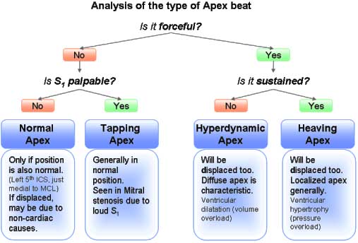 What is the significance of apex beat