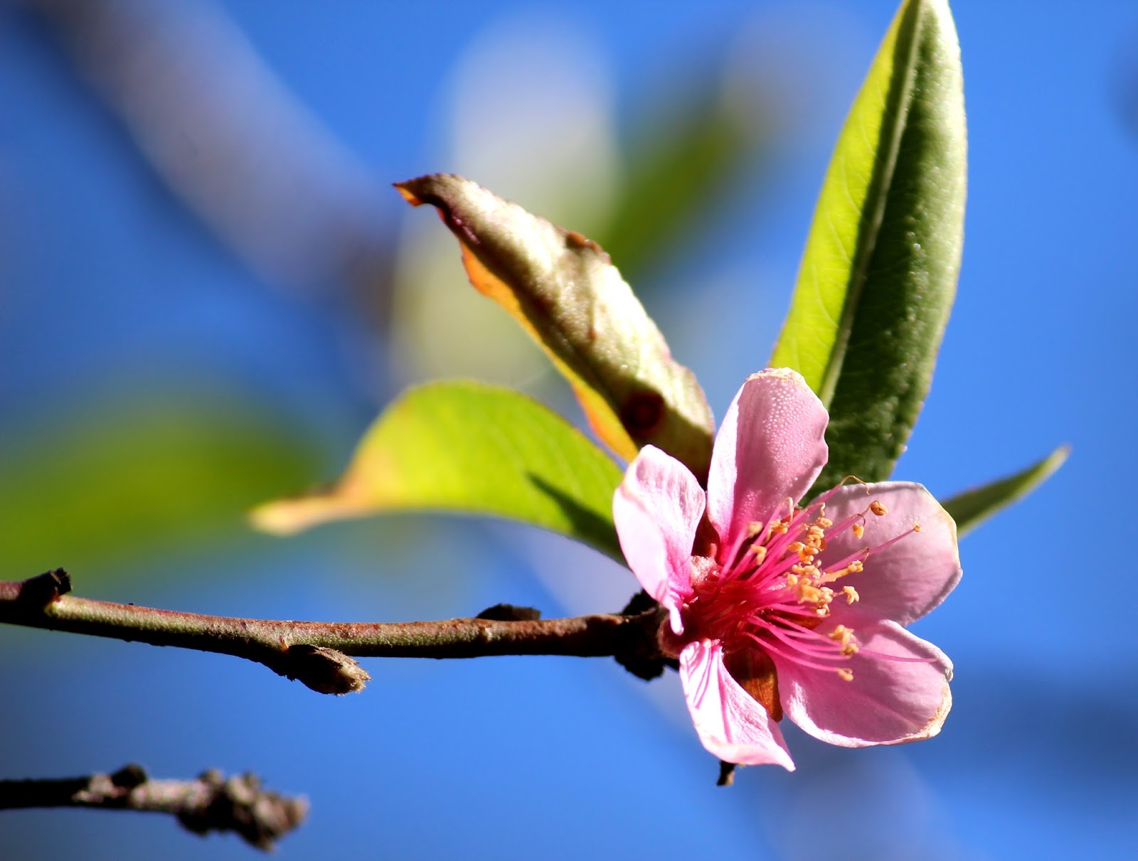 Uma flor por dia: Pessegueiro