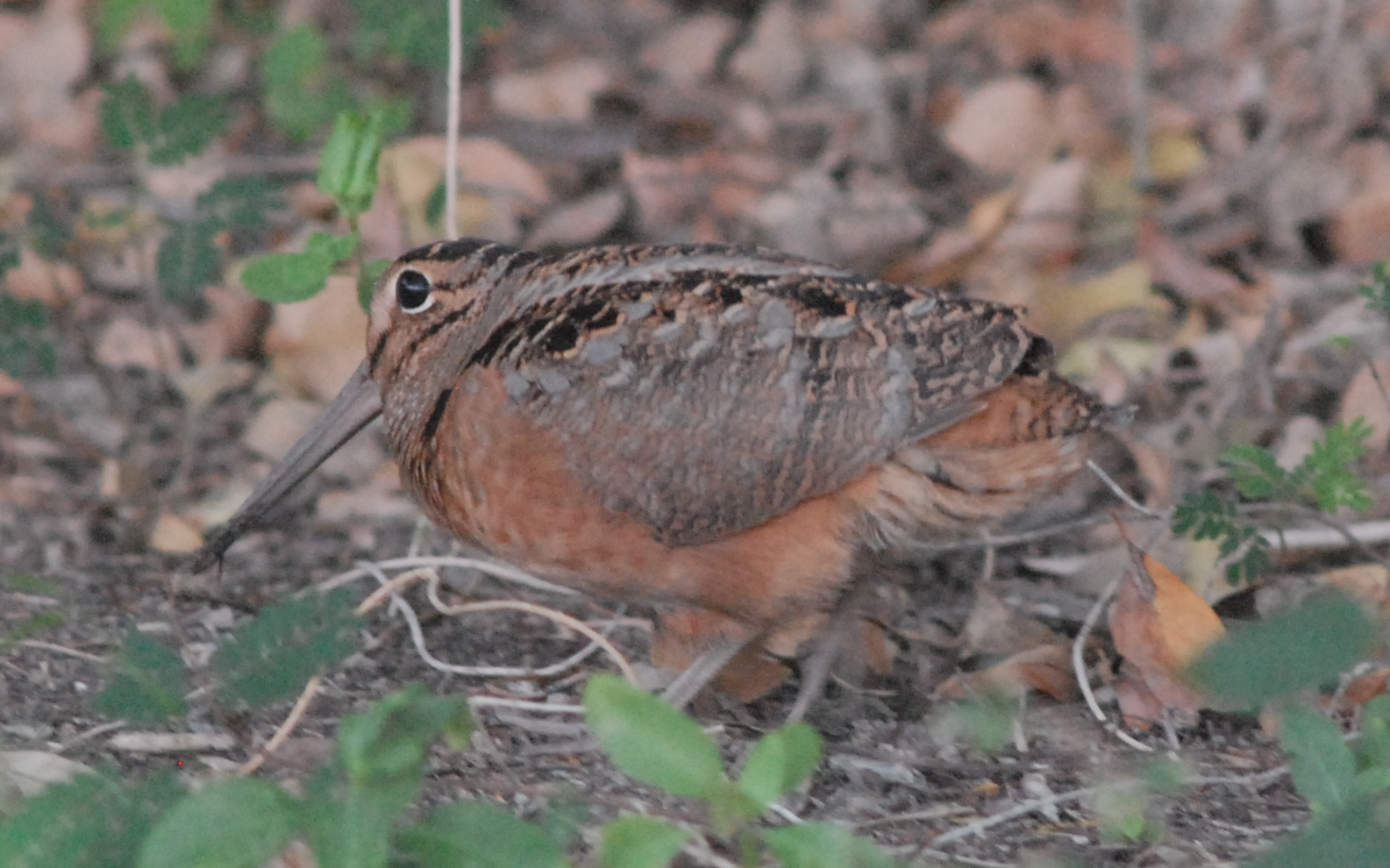 Mary Birds: American Woodcock at Casa Santa Ana, Alamo Texas