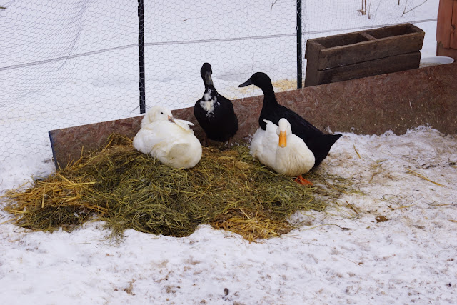 Sunshine in my ♥: Aus dem Hühnerstall und Entenstall