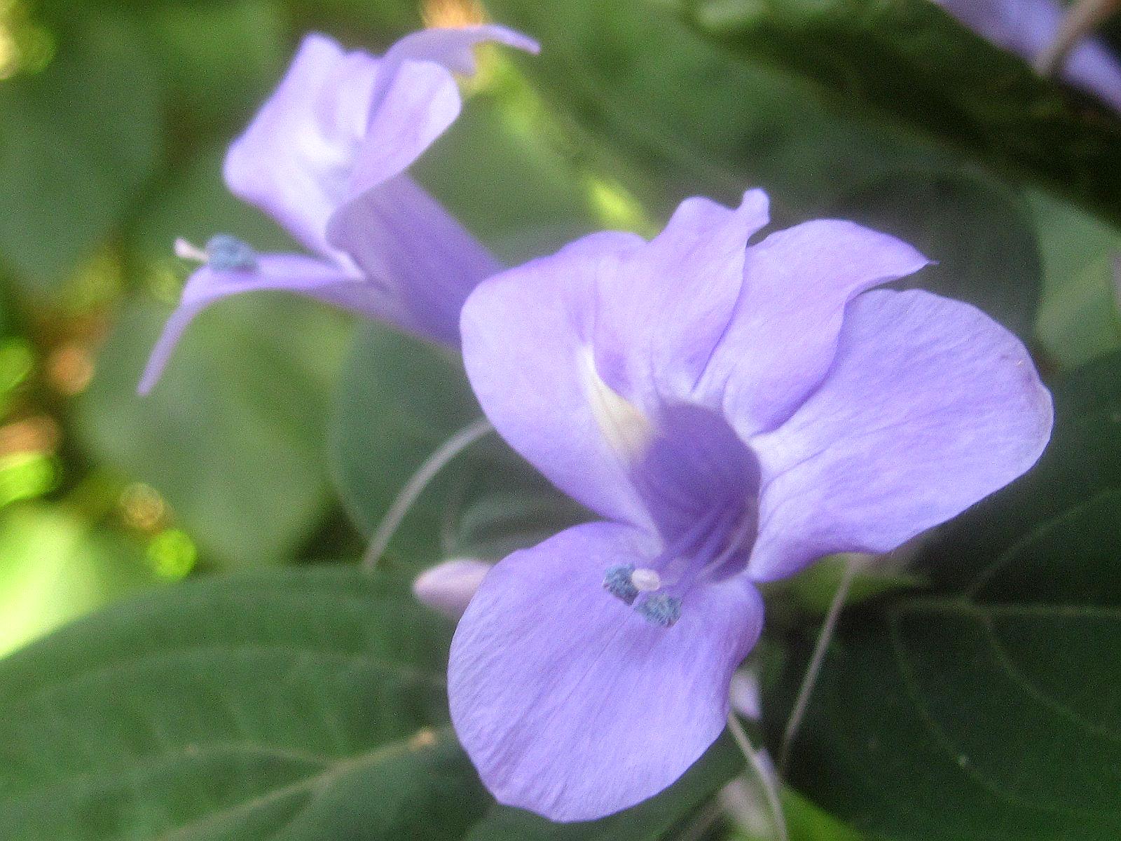 Garden Wink: PHILIPPINE VIOLET IS AFLUSH WITH FLOWERS