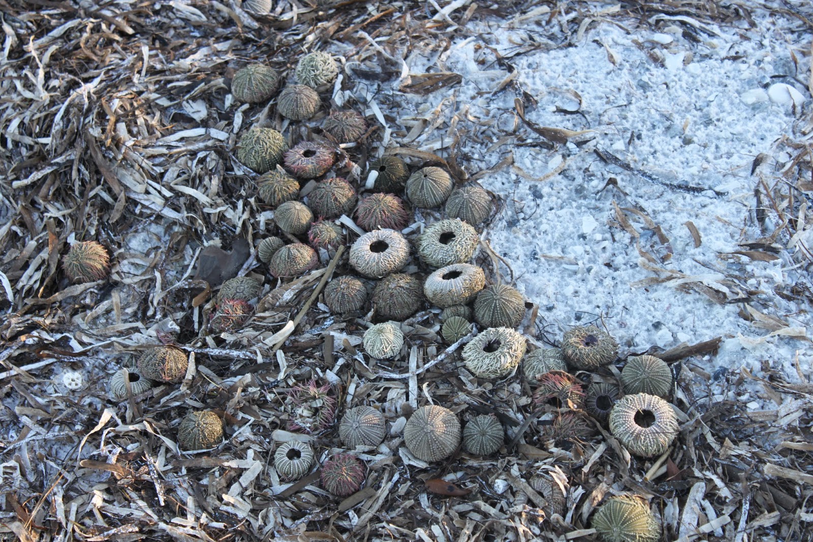 Life's a Trip: 1/19/14 Indian Pass & Cape San Blas, Florida