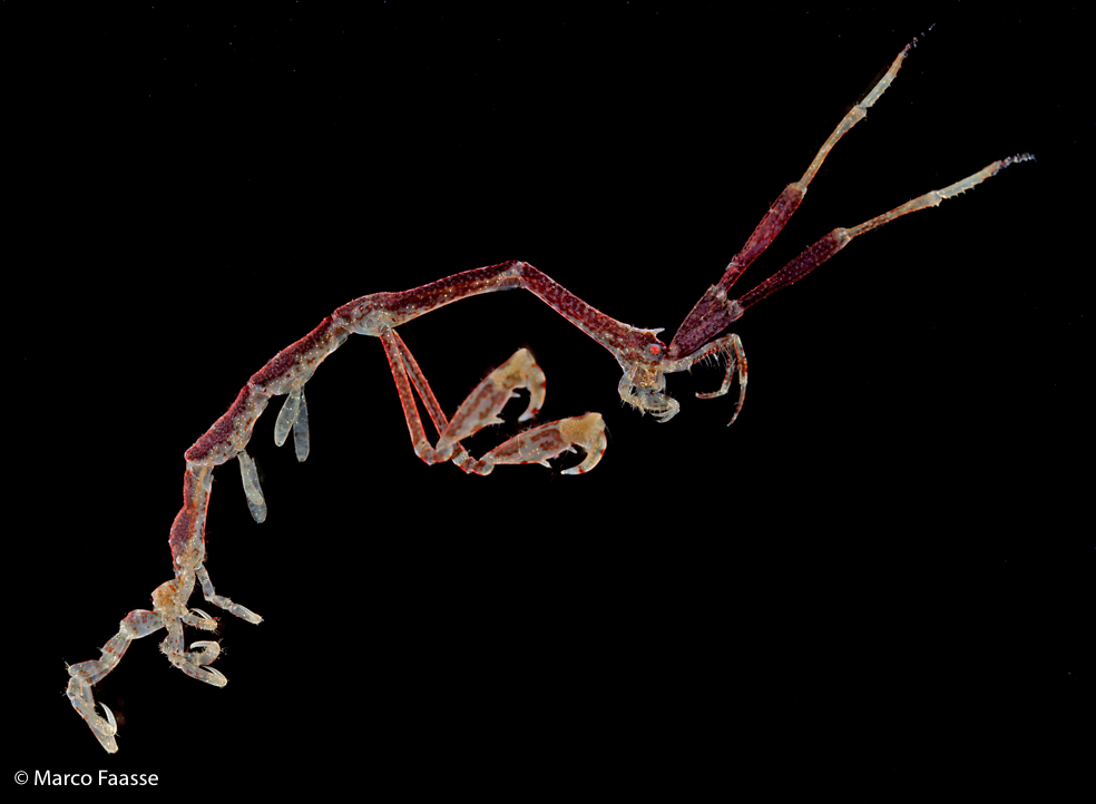 Mick's marine biology: Caprella equilibra en Caprella scaura: twee ...