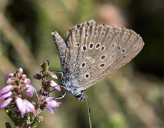 Dutch Alcon Blue Butterfly ~ World Extinct Animals