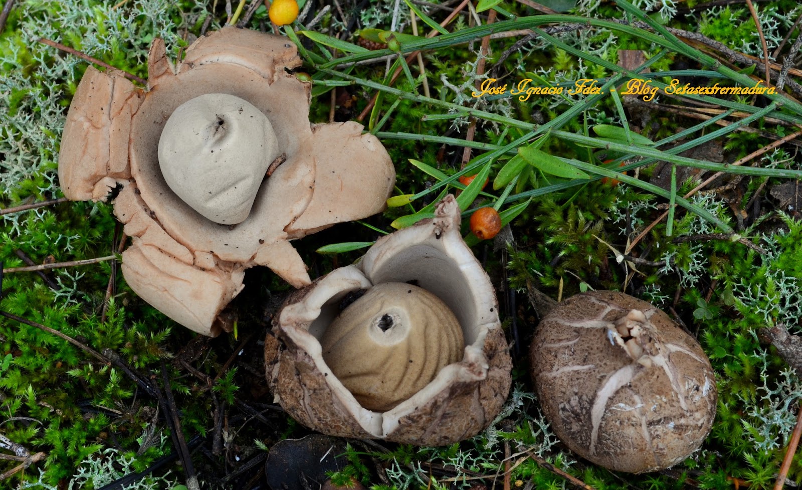 Setas Extremadura : Geastrum Michelianum - (Geastrum Triplex)
