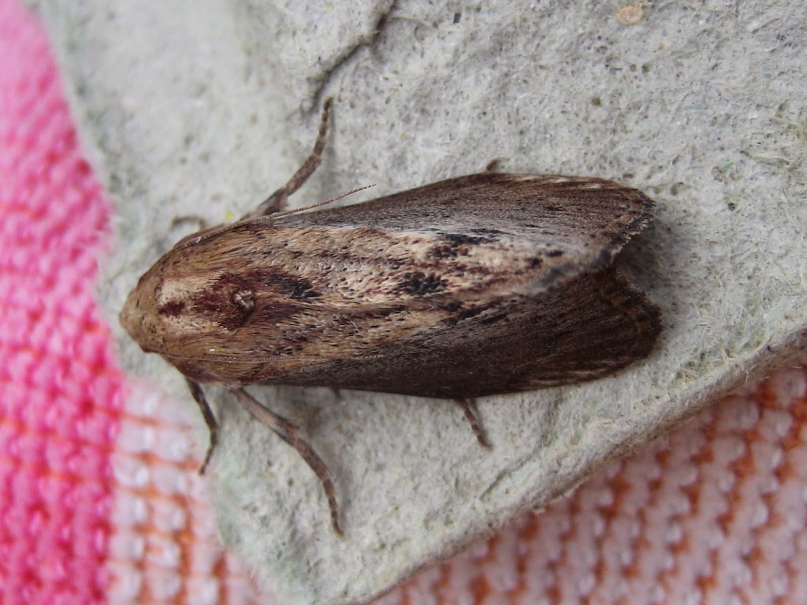 Martin's Moths: White rabbits. Well, moths anyway