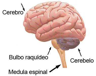NEUROCIENCIA: PARTES DEL CEREBRO