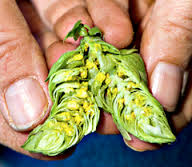 Tips on how to easily grow your own hops | How to Home Brew Beer