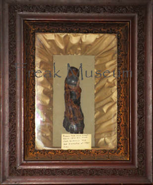 Freak Museum A Private Collection: Man is...