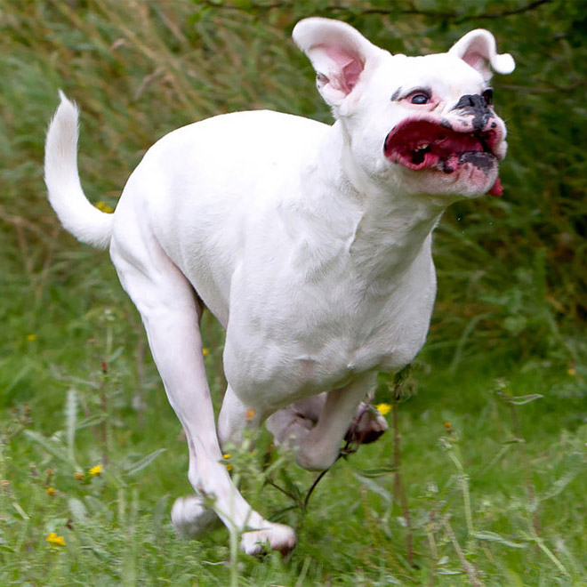Fotógrafo captura expresiones hilarantes de perros mientras corren.