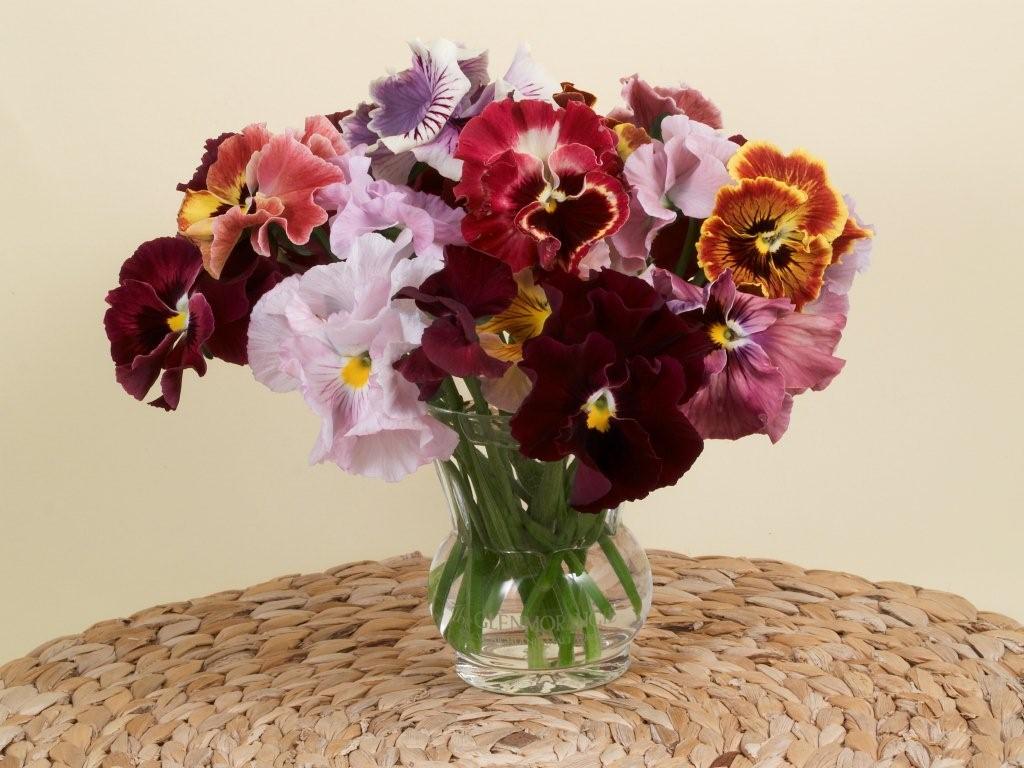 Amor Perfeito Chalon Sortido