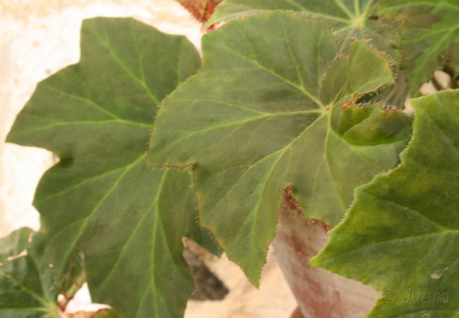 Un jardín en Málaga: Begonia ricinifolia
