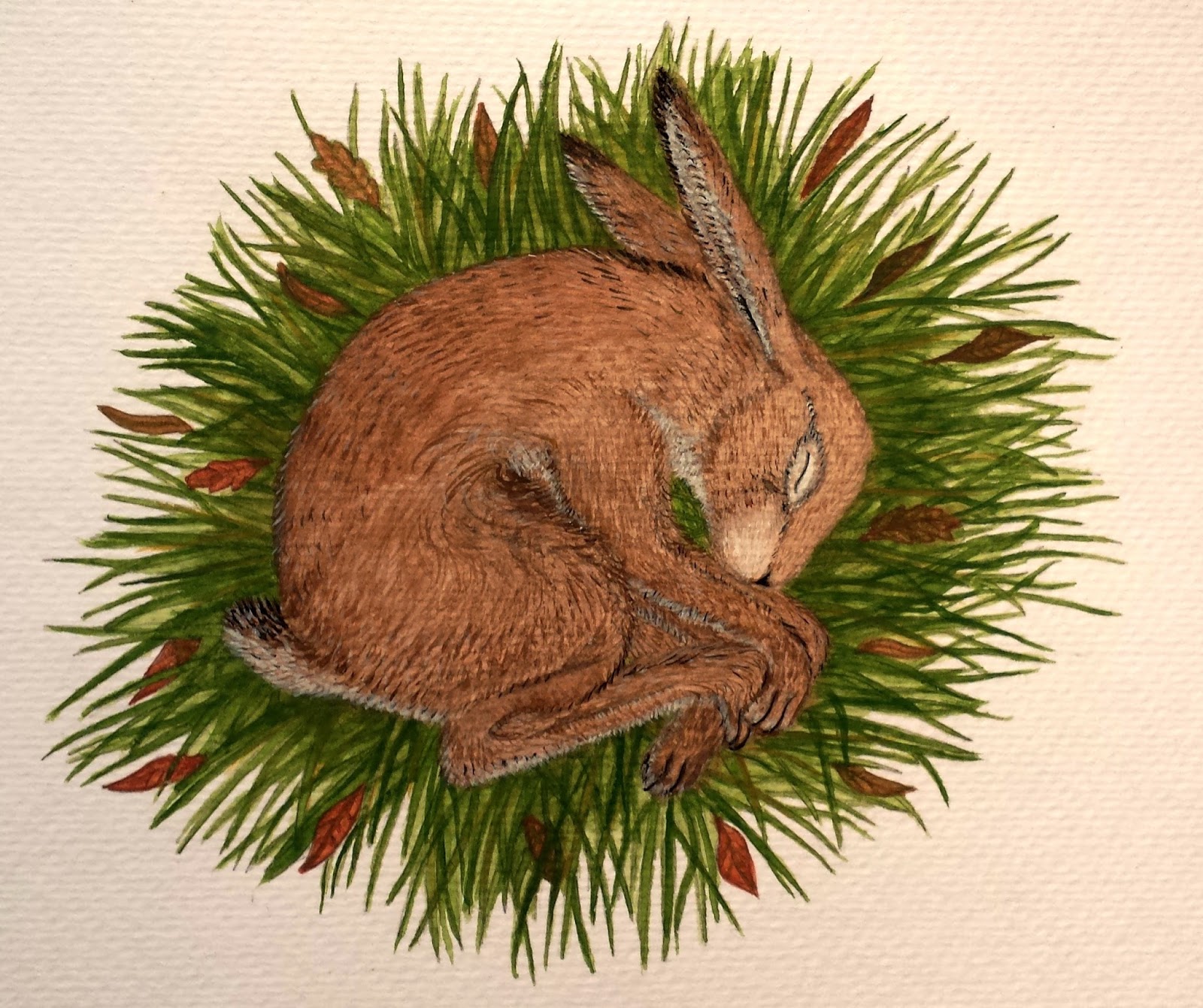 The Leveret: Sleep