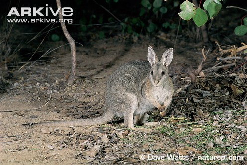 para subir fotos: canguro rabipelado