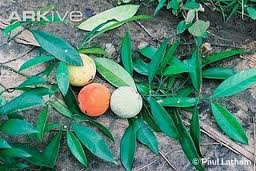 SEGREDO DAS FOLHAS: ÁRVORE SAGRADA - OROGBO