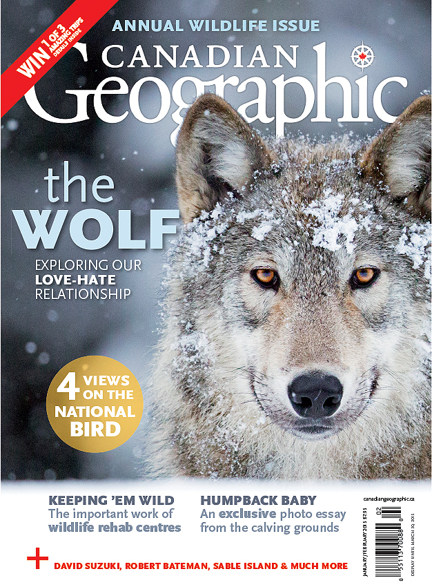 Wolf Cover for Canadian Geographic Wins National Award – Canadian ...