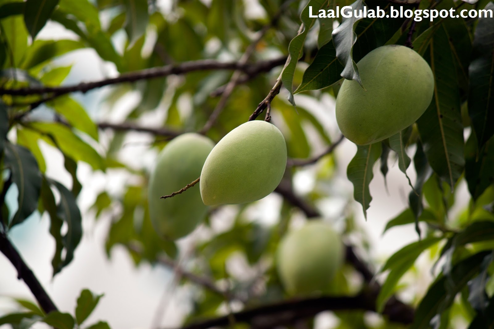 Mango Cultivation In Pakistan In Urdu Aam Ki Kasht Mango Growing Areas ...