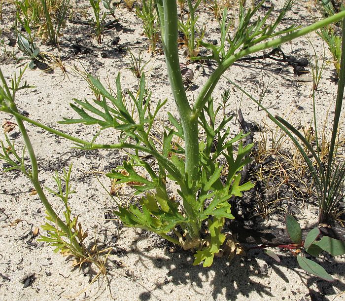 Esperance Wildflowers: Trachymene anisocarpa var. trichocarpa - Native ...