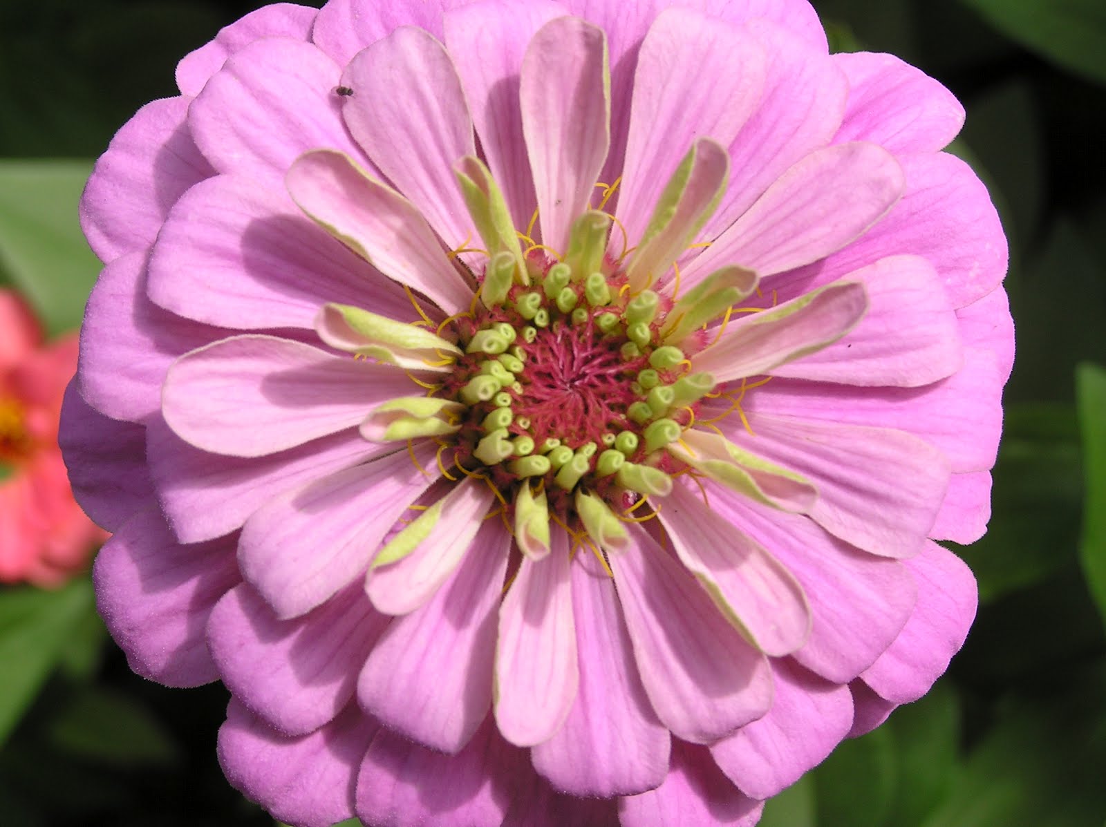 Stara vrtlarica: Cinije