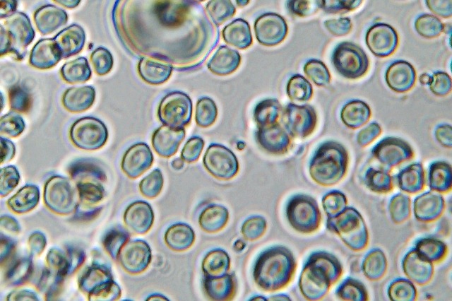 Blip!: Patric-patu! Levure