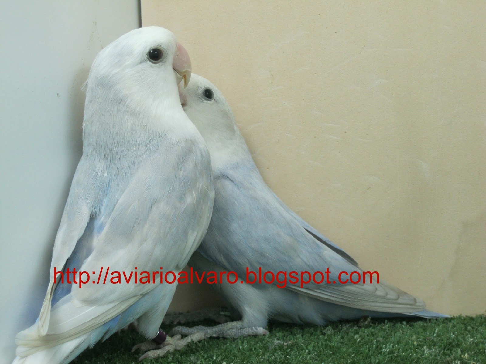 AVIARIO ALVARO: Mis parejas