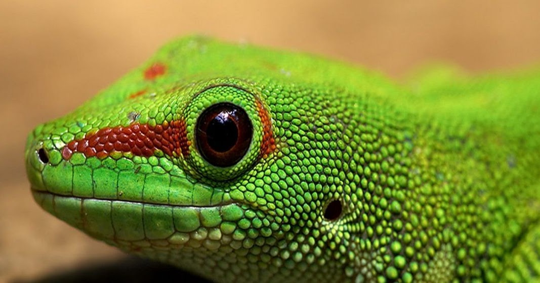 Los cordados: características diferenciales - Biología