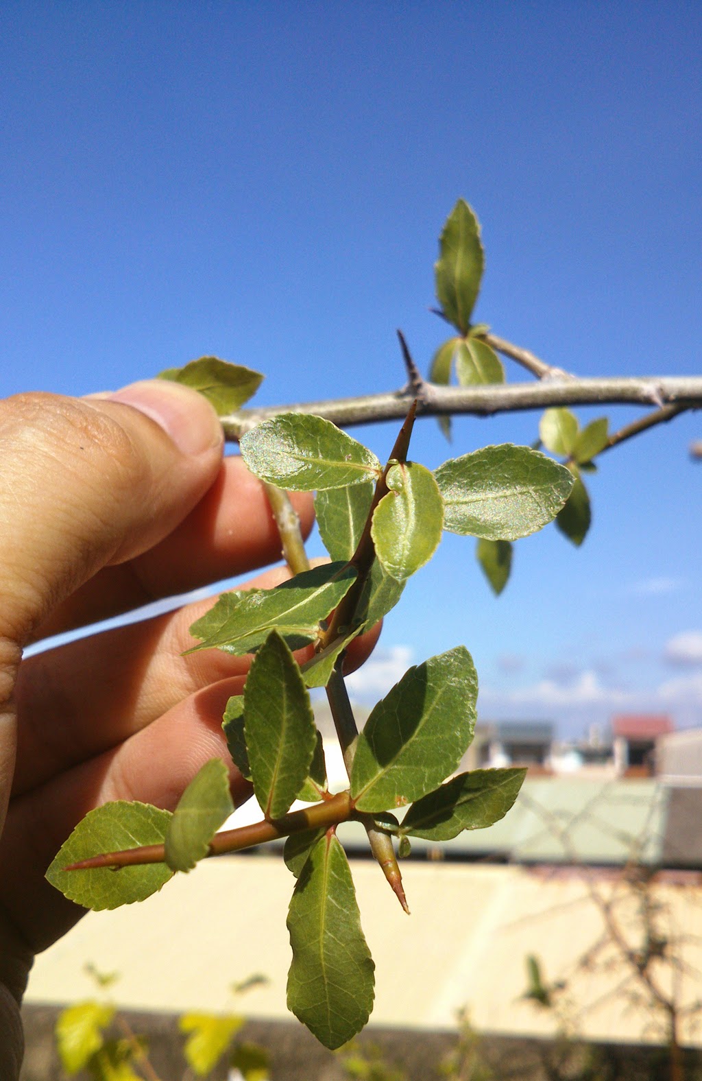 Plant & Seeds: Commiphora myrrha