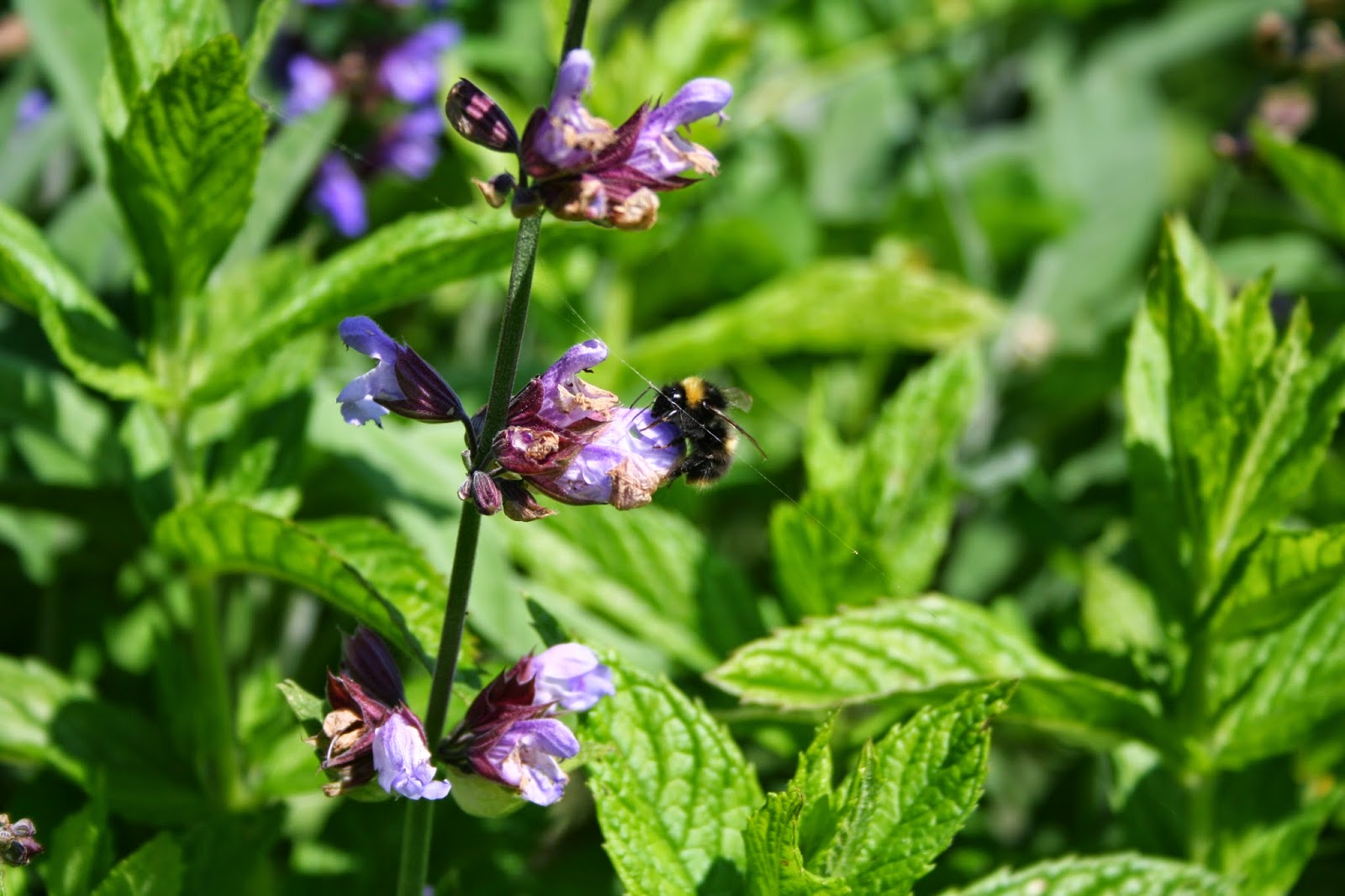 Sauge officinale en fleur
