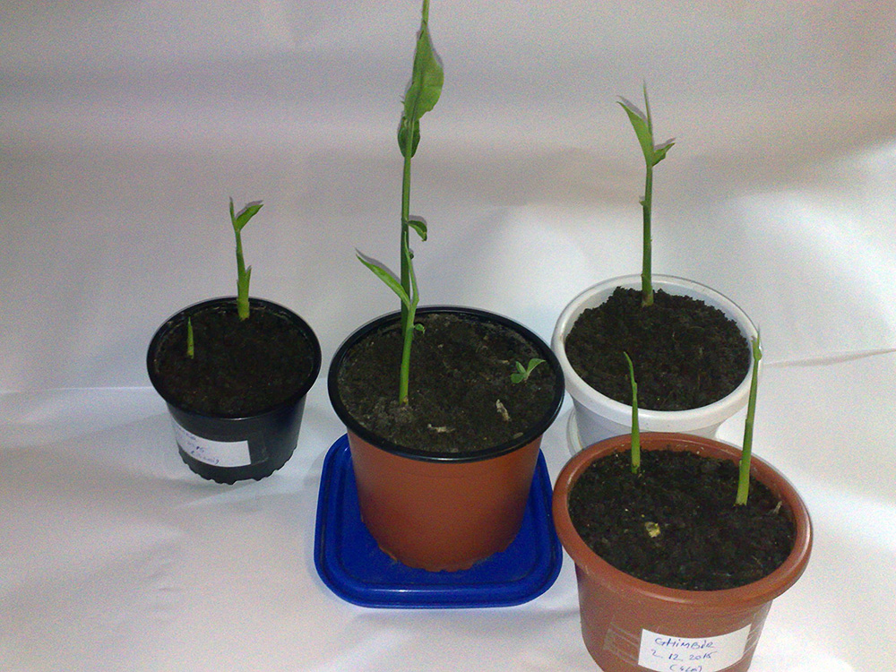 CUM SA PLANTATI GHIMBIRUL LA GHIVECI | Plante de interior si nu numai