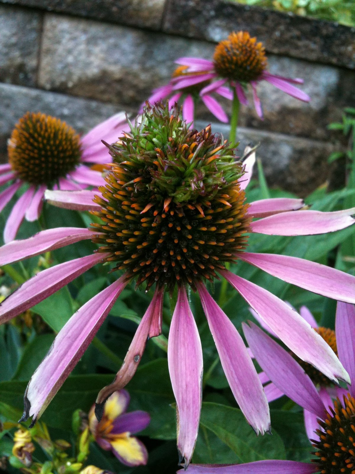 Marsha's Garden Blog: Cone Flowers 2009 to 2011...