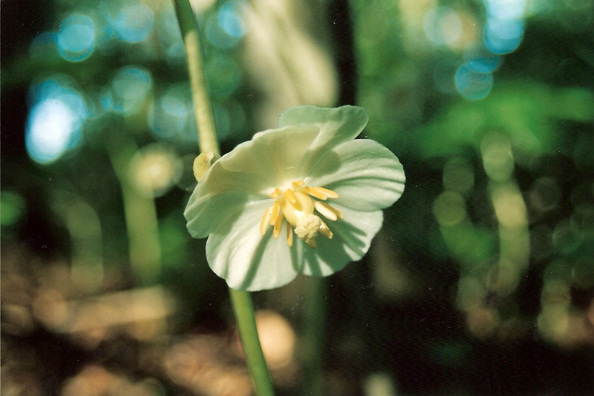 Isabella Conservation District Environmental Education Program: Native ...