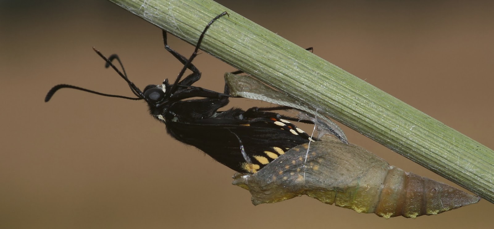 Pengetahuan Alam Kita: Metamorfosis Kupu-kupu