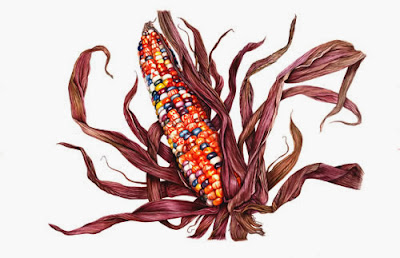Nutfield Genealogy: The Five Kernels of Corn Myth at Thanksgiving