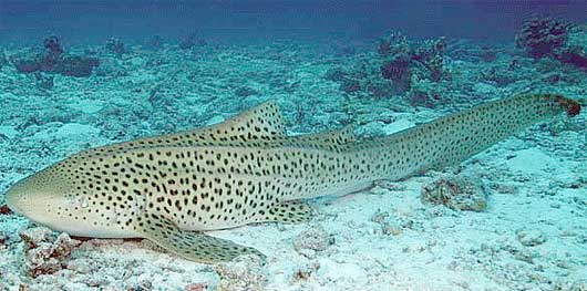 Jenis Hiu Aneh Yang Perlu Anda Ketahui | Erpeel Tech