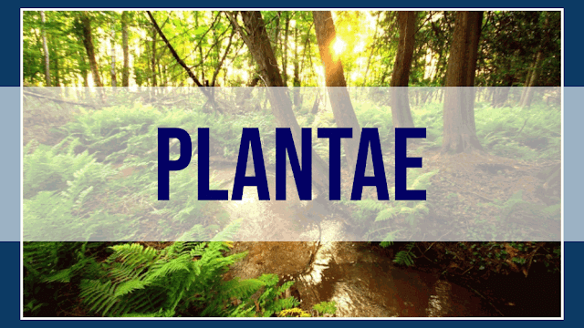 Kingdom Plantae Adalah | Kelompok, Contoh, Jenis Spesies, dan golongan ...