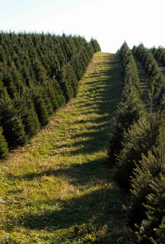 My Daily Photo Walk: Day 84 - Lessons Learned at the Tree Farm