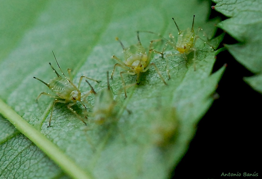 APRENDIENDO CON LA VISTA: Aracnidos e insectos: nuestros aliados ¿Y mañana?