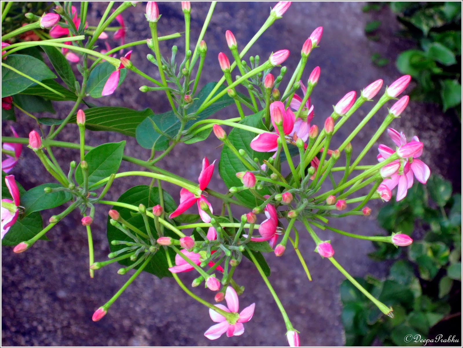 Pink cassia flower/ Madhu Malti flower - Random Photography