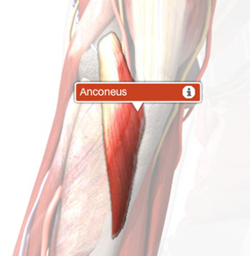 FISIOLOFAR: El ANCÓNEO, LA HISTORIA DE UN MÚSCULO RELEGADO