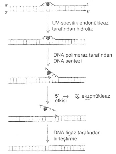 Beyazev: DNA'nın kendini eşlemesi