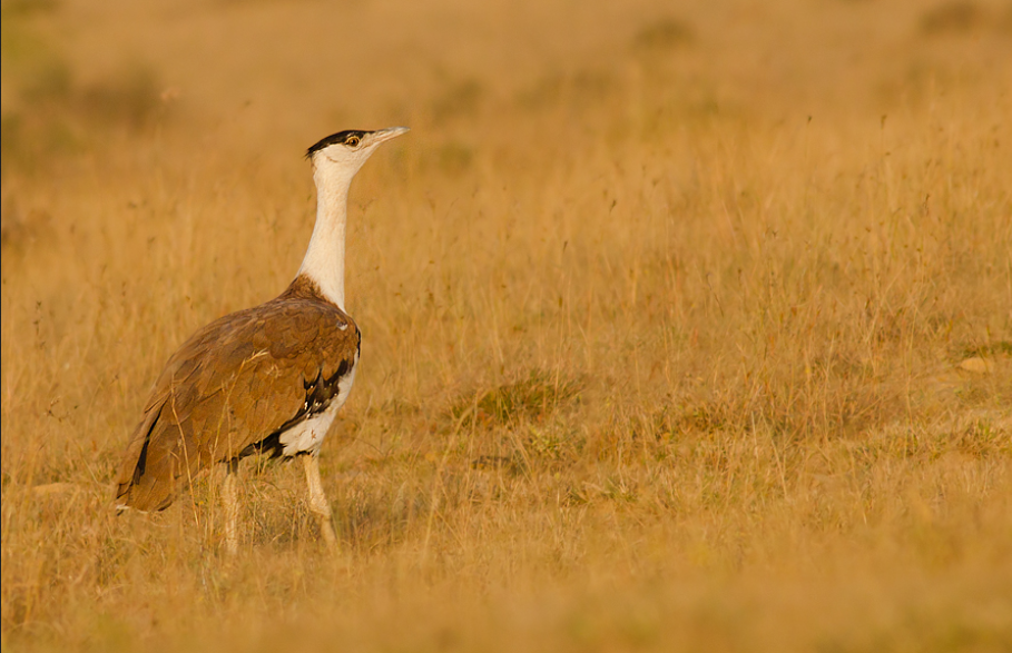राजस्थान के राज्य पक्षी गोडावन का परिचय - Introduction Of State Bird Of ...