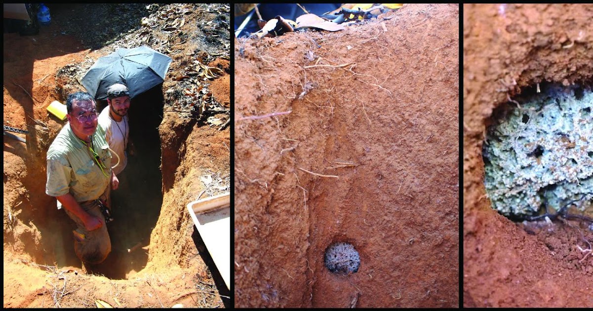 Ant agricultural revolution began 30 million years ago in dry, desert ...