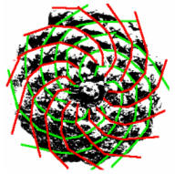 Fibonacci in Plants ~ Learn From Zero