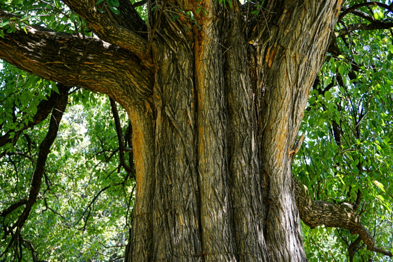 Gramma's Little Corner: The Bois d'Arc Tree
