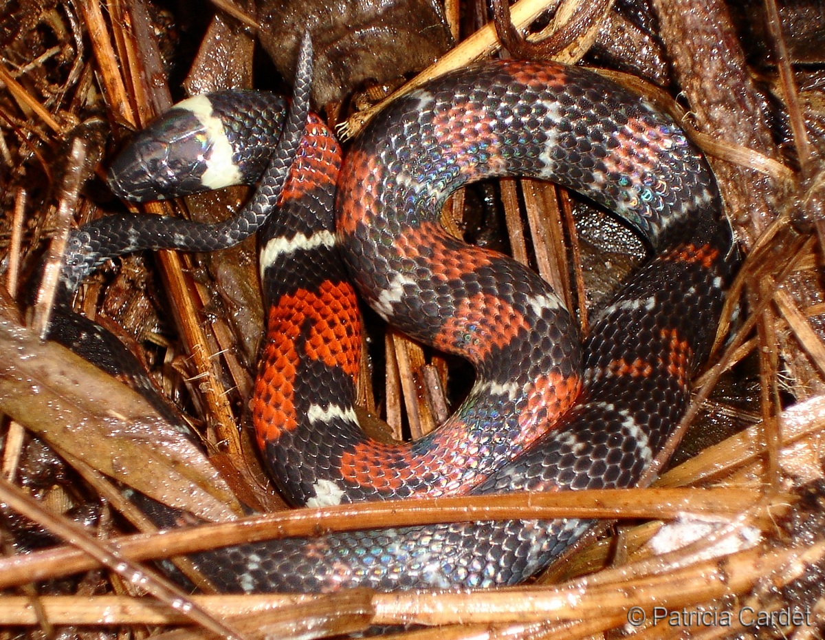 Тропическая Венесуэла. Взгляд изнутри.: Змеи Венесуэлы, часть 1, Atractus